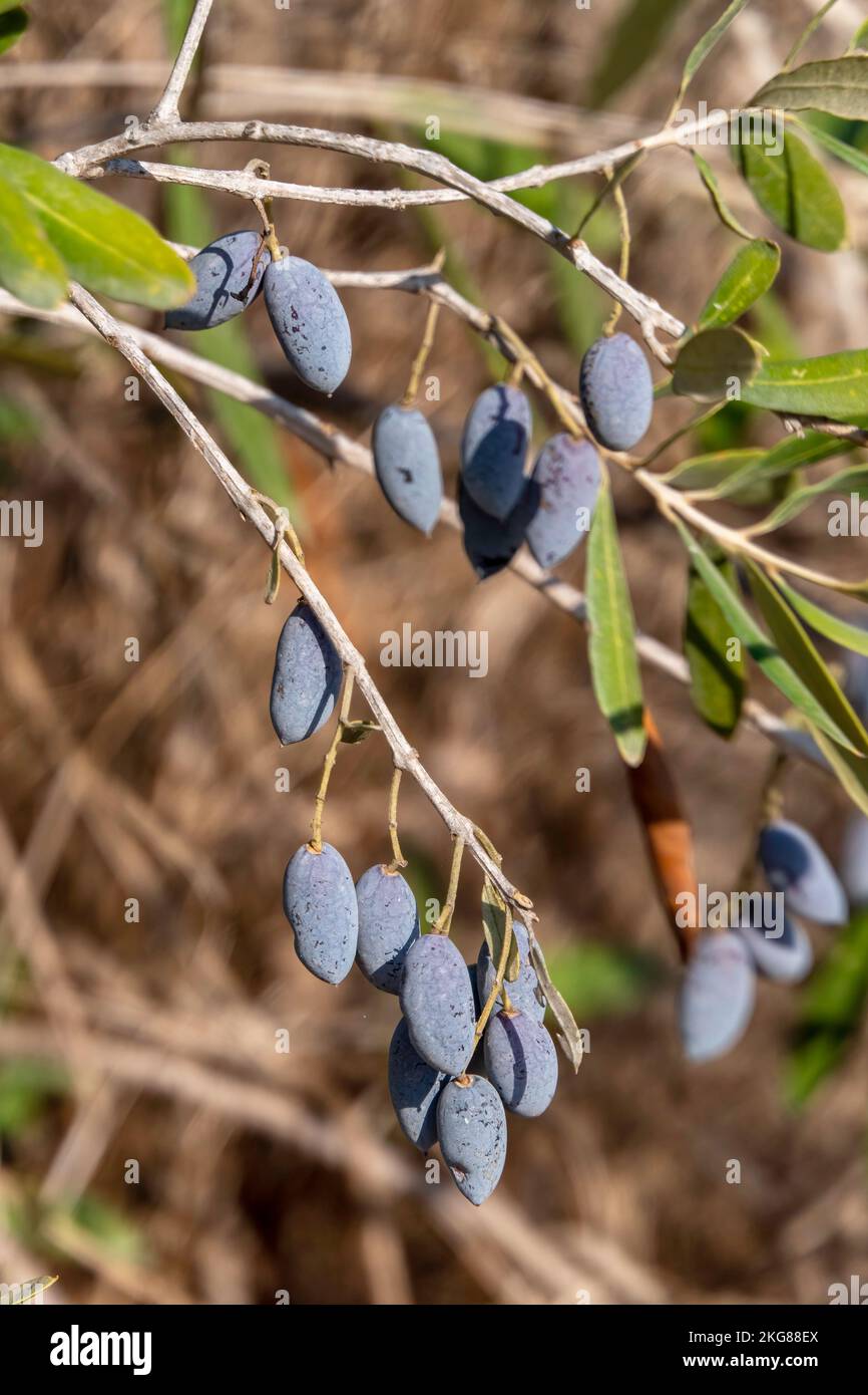 Ripe fruits of an olive tree close up among the foliage. Harvest season ...
