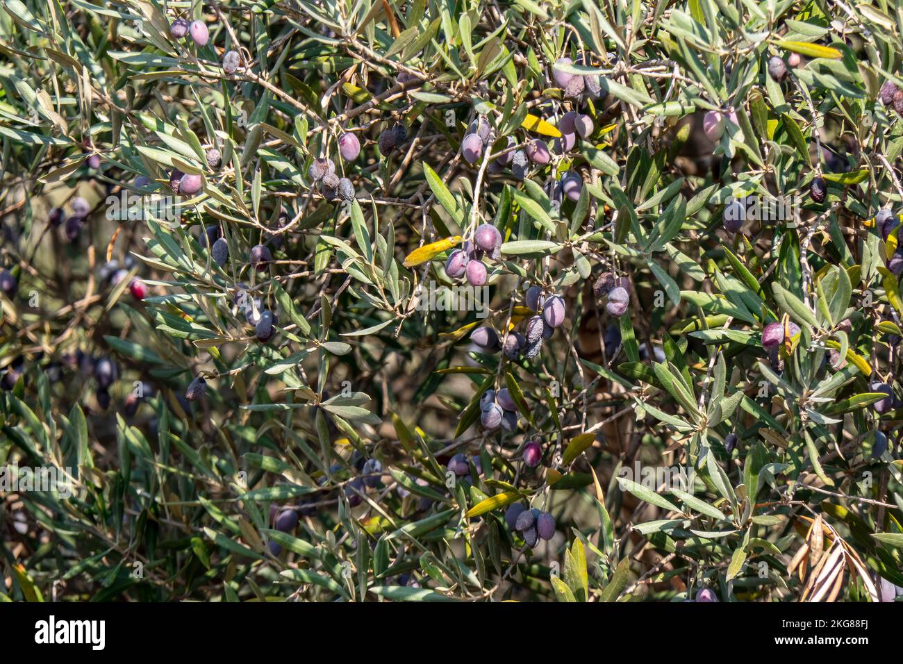 Ripe fruits of an olive tree close up among the foliage. Harvest season ...
