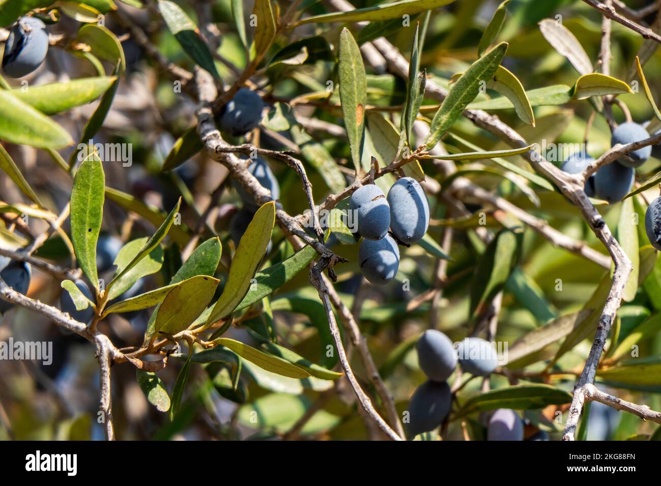 Ripe fruits of an olive tree close up among the foliage. Harvest season ...