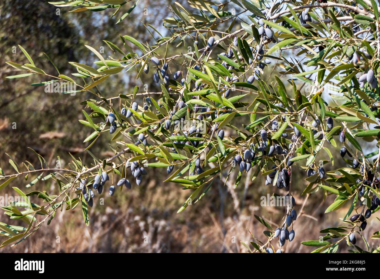 Ripe fruits of an olive tree close up among the foliage. Harvest season ...
