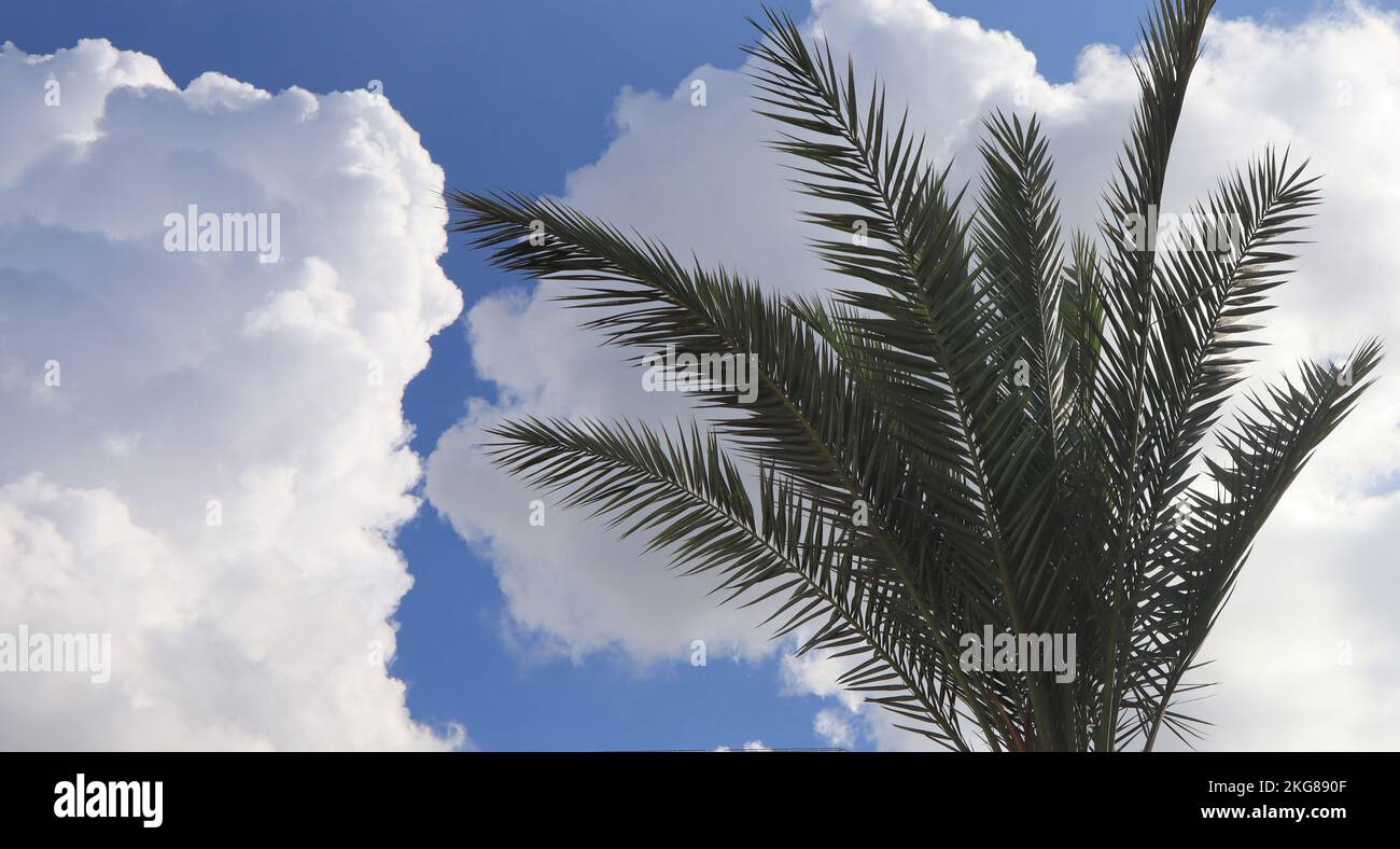 A crone of a palm tree on the background of a white cloud in the blue ...