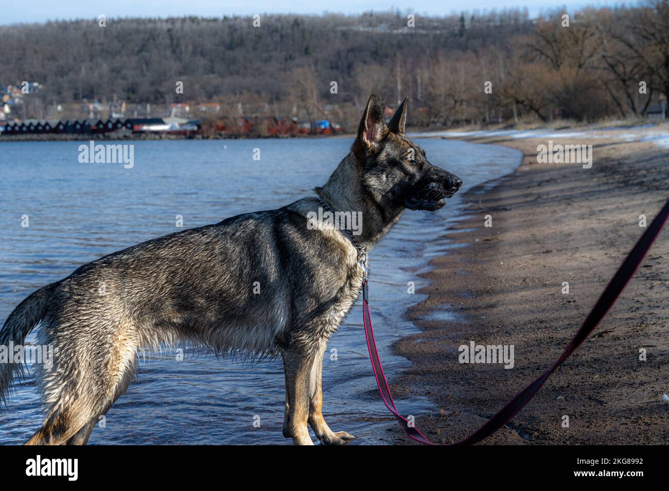 A young happy German Shepherd plays on a beach. Sable colored working ...