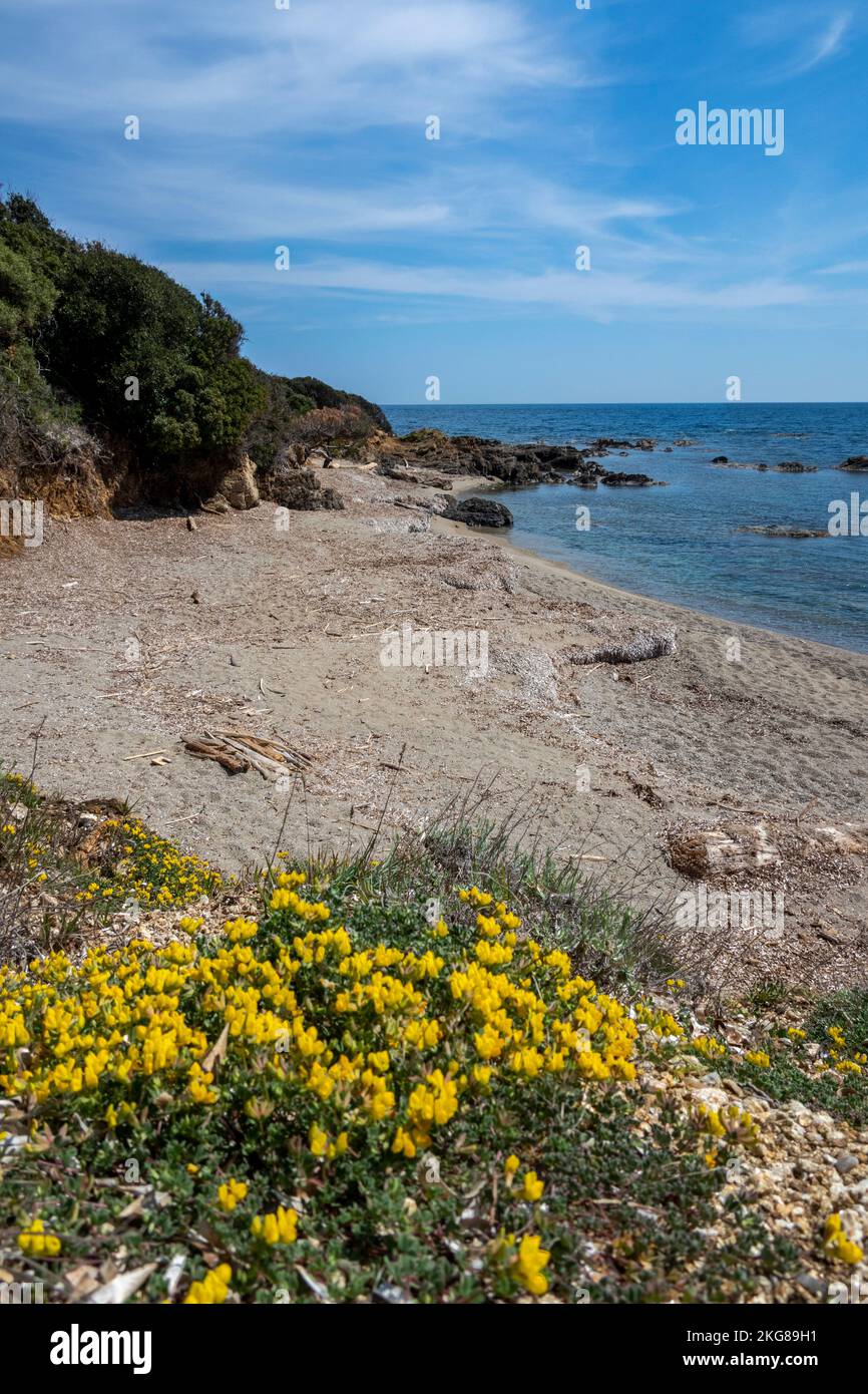 Rocky beach in Saint-Tropez with plants and flowers, in Provence, in ...
