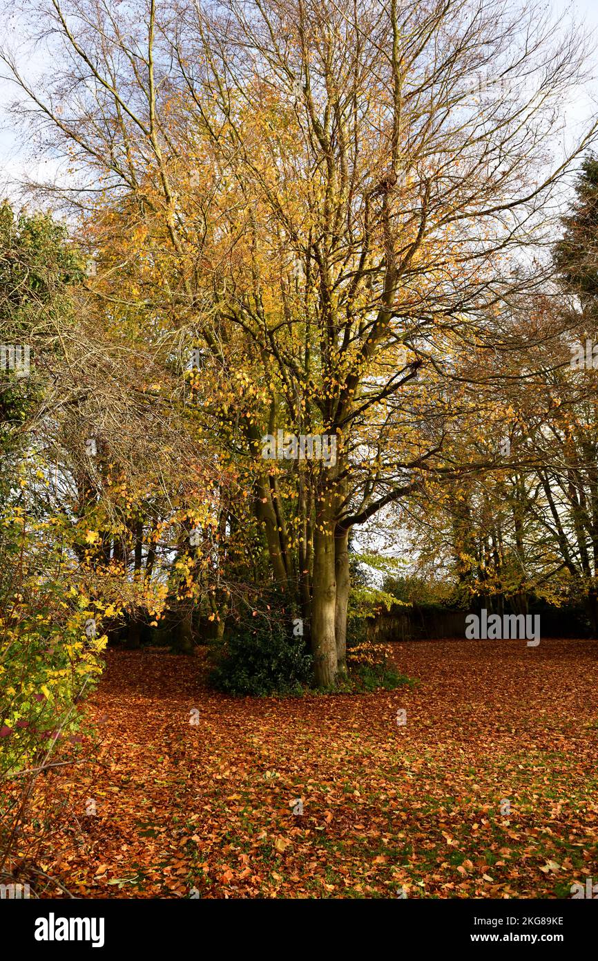 Trees and Leaves with the colour of Autumn Hokk Norton Oxfordshire ...