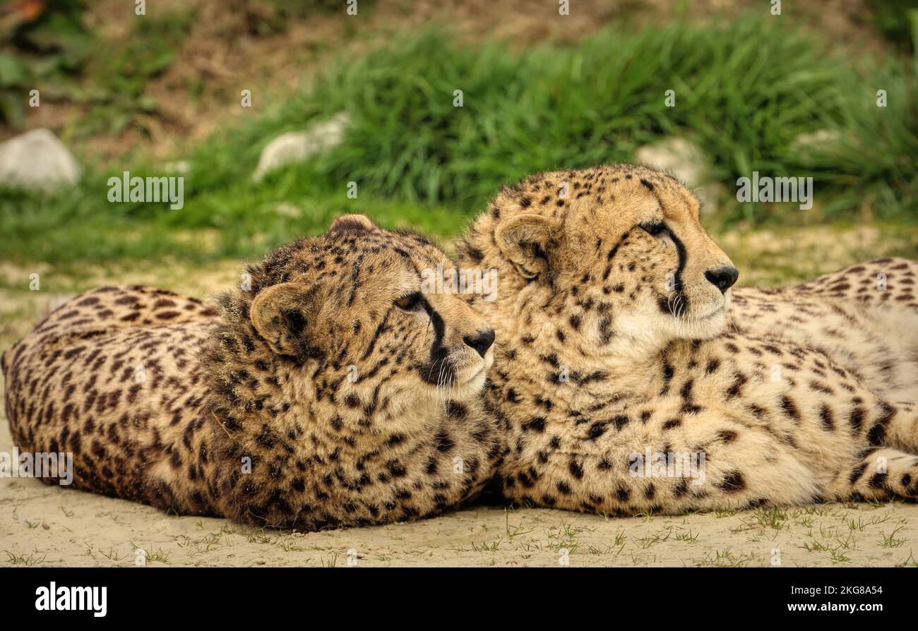 Two cheetahs lying on the ground in the zoo and looking aside Stock ...