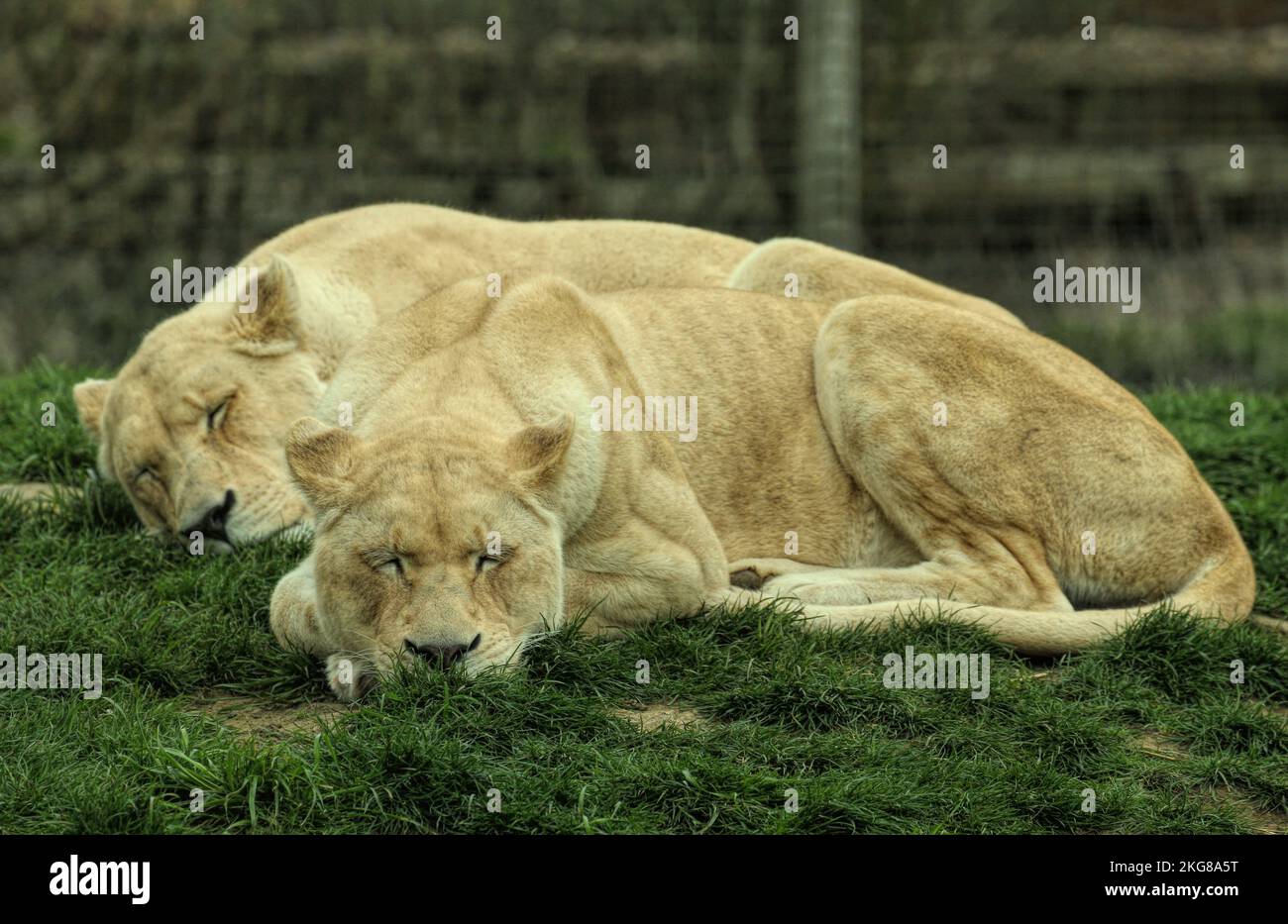 Two lionesses lying and resting on the fresh green grass in the zoo ...