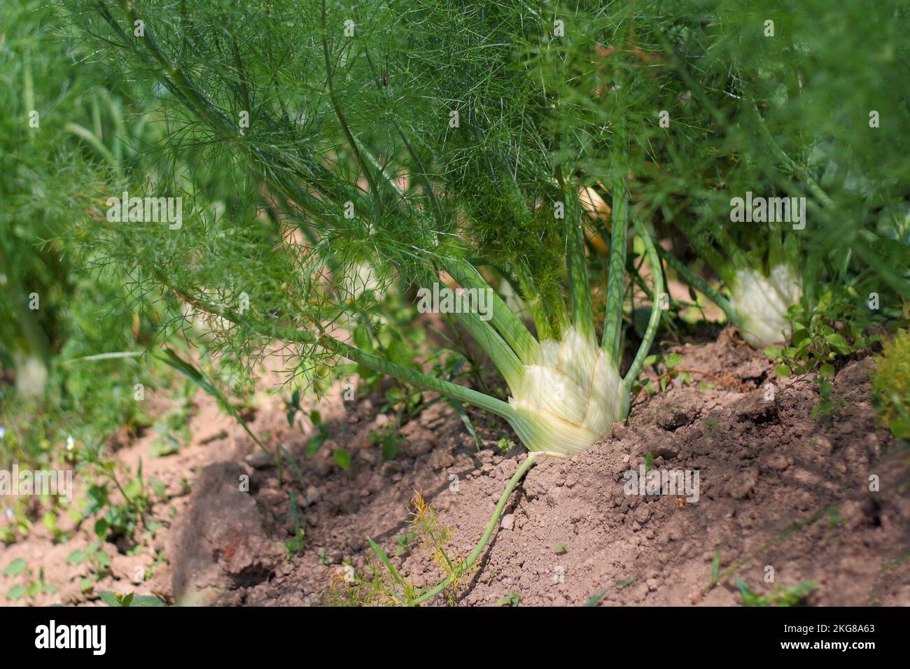 Plant grown for its leaves hi-res stock photography and images - Alamy