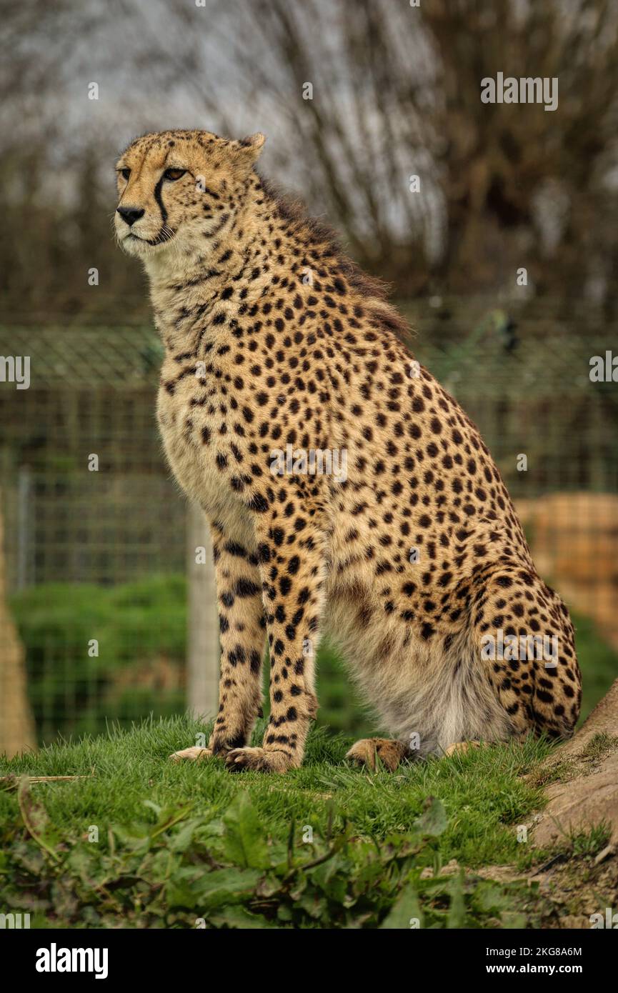 A vertical shot of a cheetah sitting on fresh green grass in the zoo ...