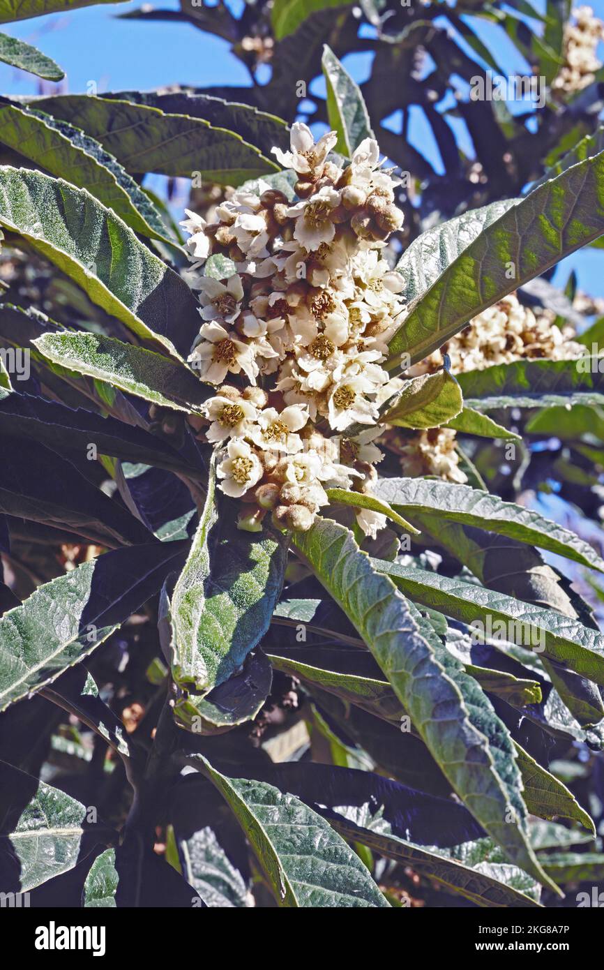 Loquat tree hi-res stock photography and images - Alamy