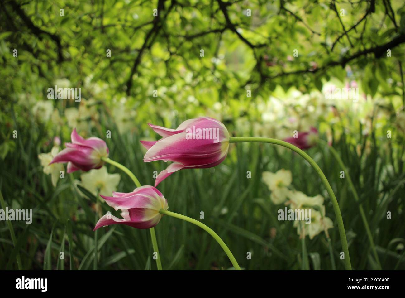 Faded pink tulip in a shade garden Stock Photo - Alamy