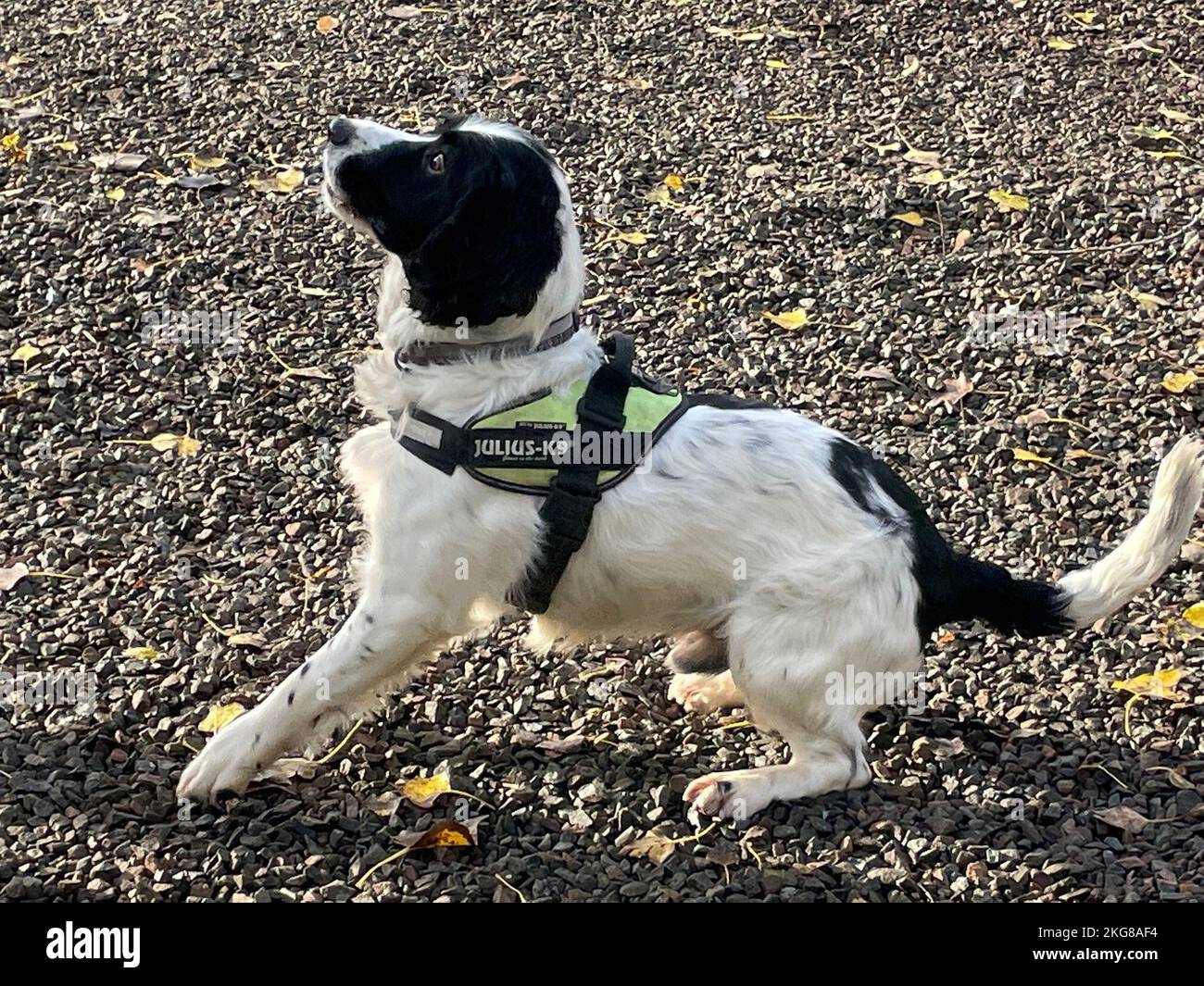 Springer Spaniel, Jac, who helps sniffs out faults on the power network ...