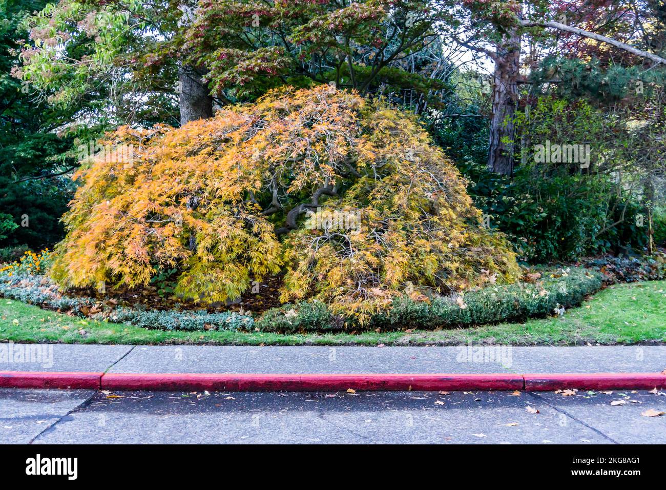 A brilliant Japanese Maple at Seward Park in Seattle, Washington Stock ...