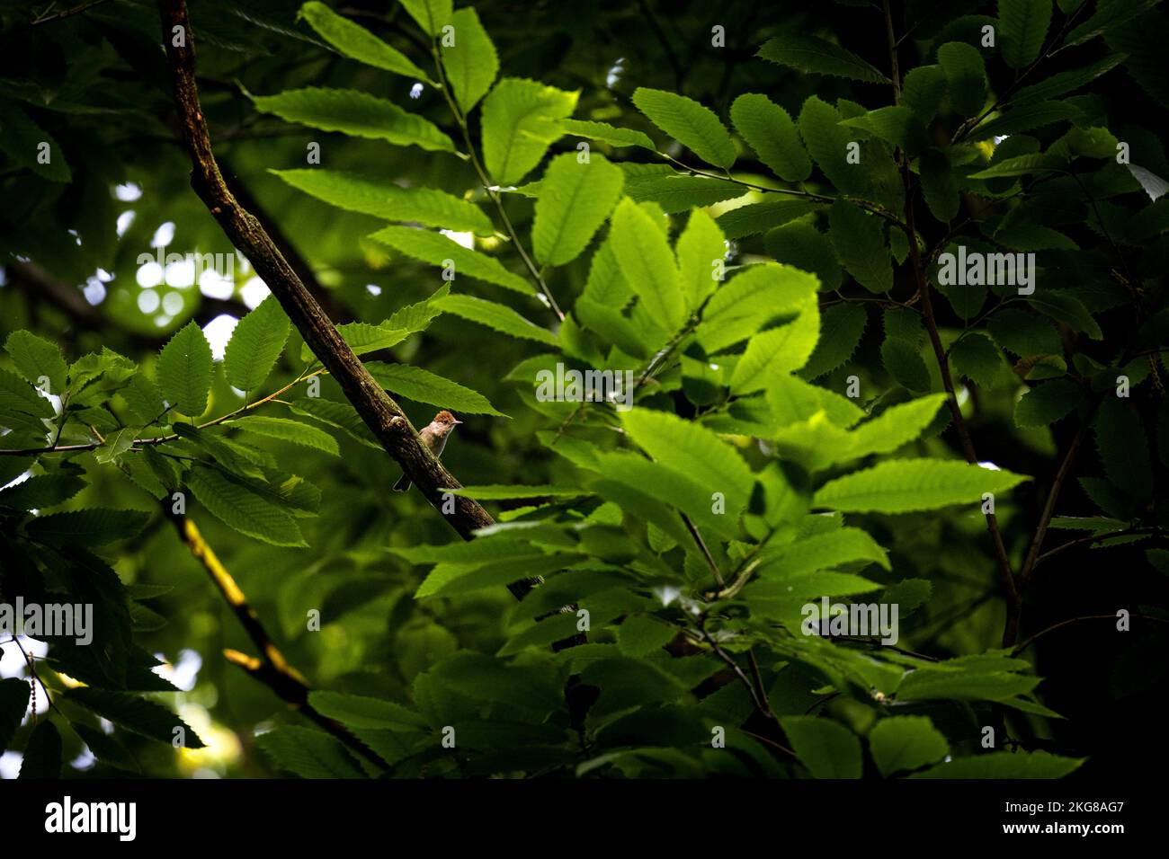 A selective shot of European ash (Fraxinus excelsior), green leaves ...