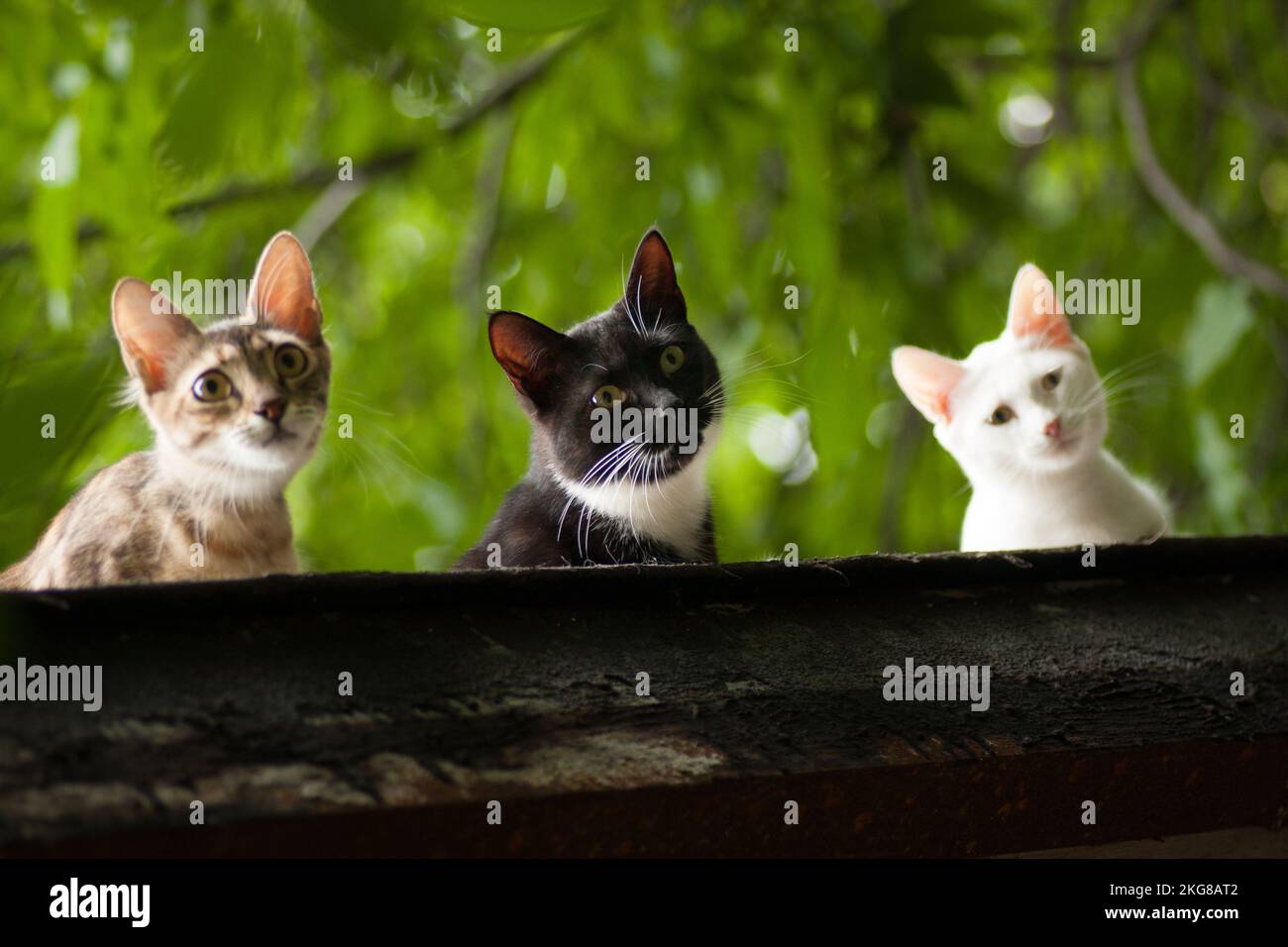 Funny cat antics hi-res stock photography and images - Alamy