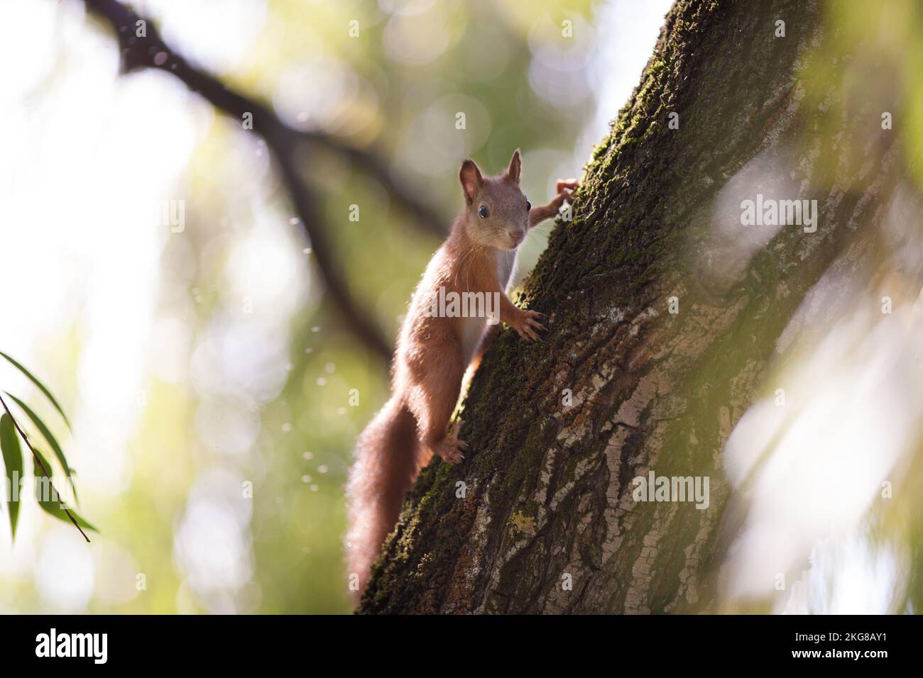 beautiful squirrel in the park on a tree Stock Photo - Alamy