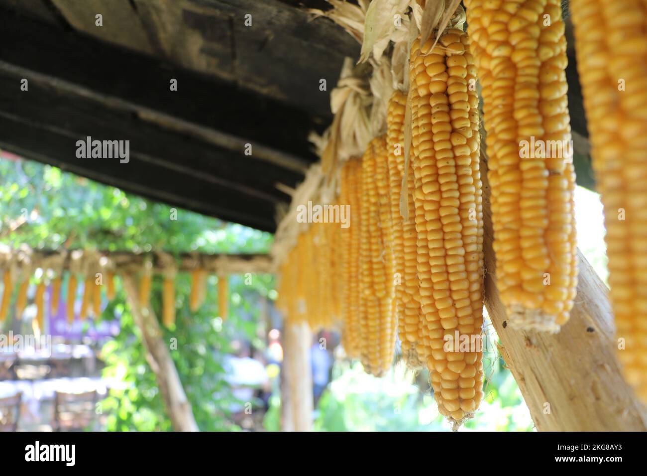 Corn cobs hanging outside the house Stock Photo - Alamy