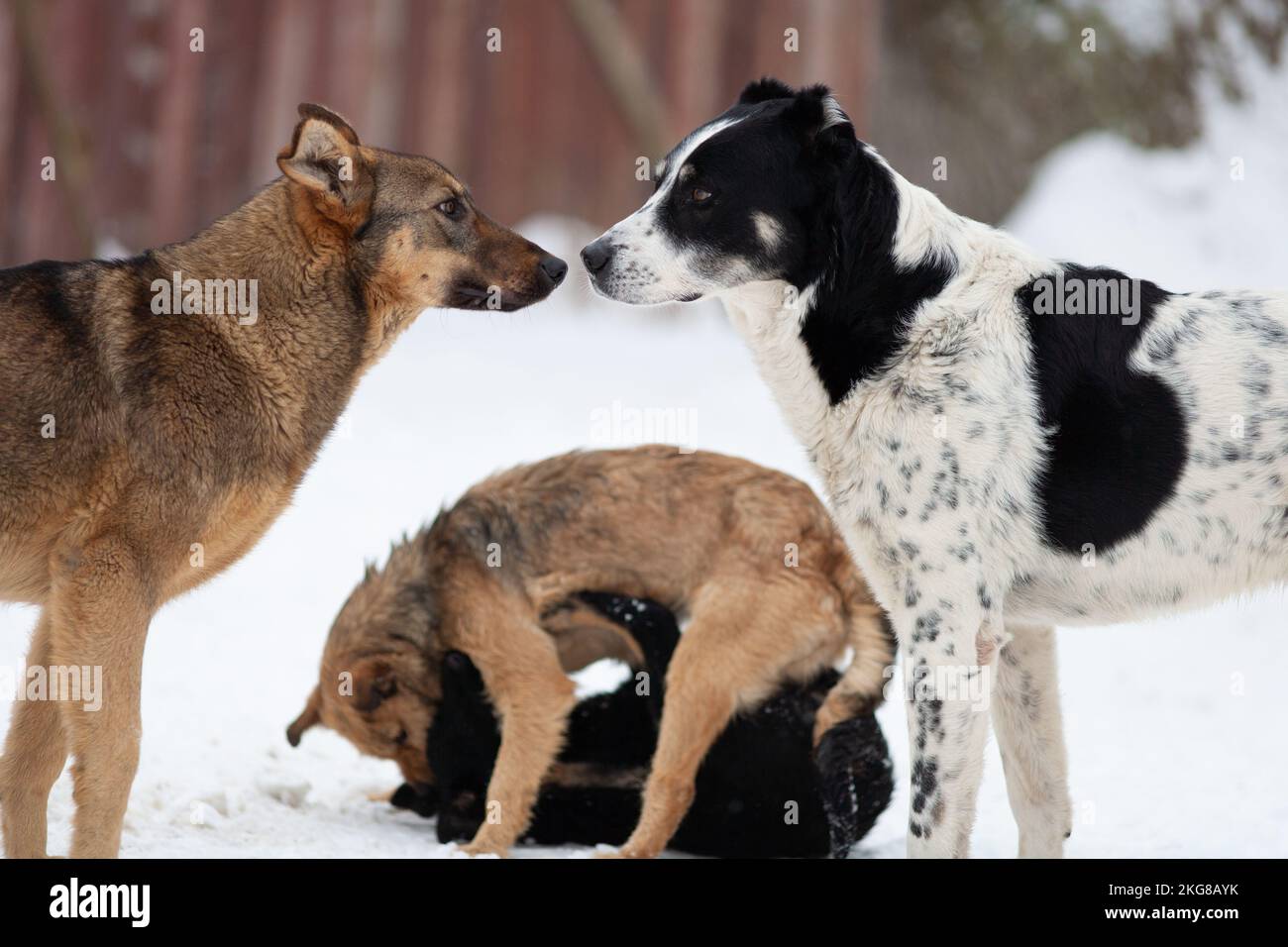 true friendship and communication of street dogs, mutual help and ...