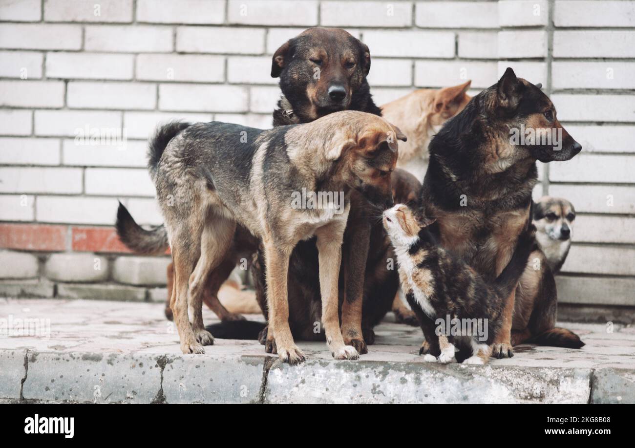 incredible friendship between cats and dogs, acquaintance and interest ...