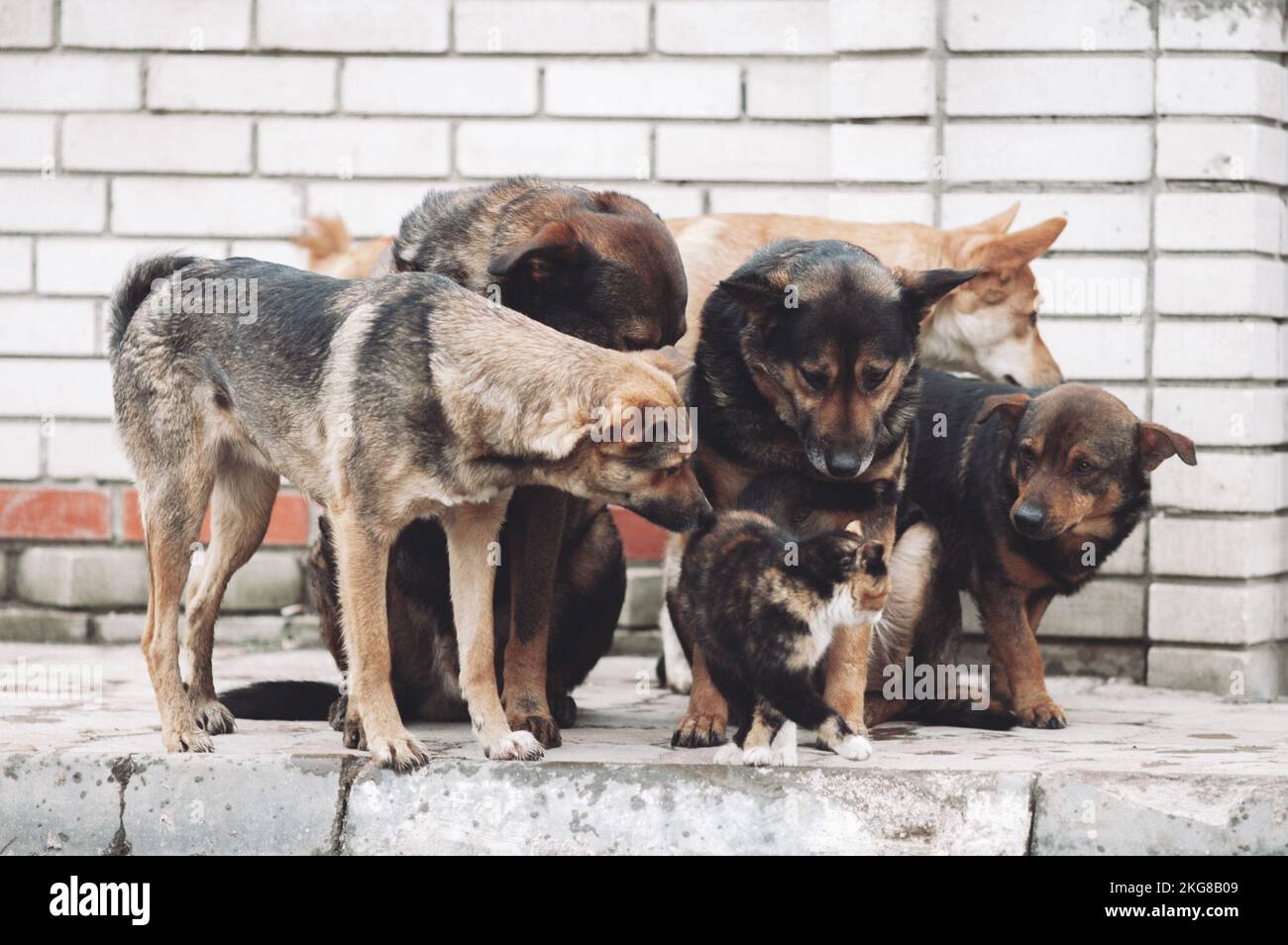 incredible friendship between cats and dogs, acquaintance and interest ...