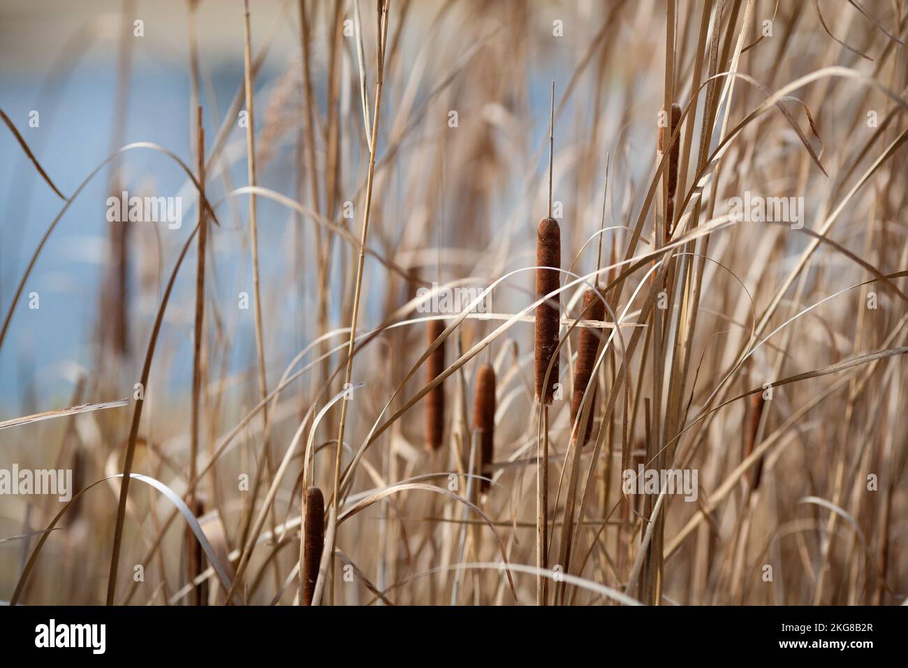 Reeds vector hi-res stock photography and images - Alamy