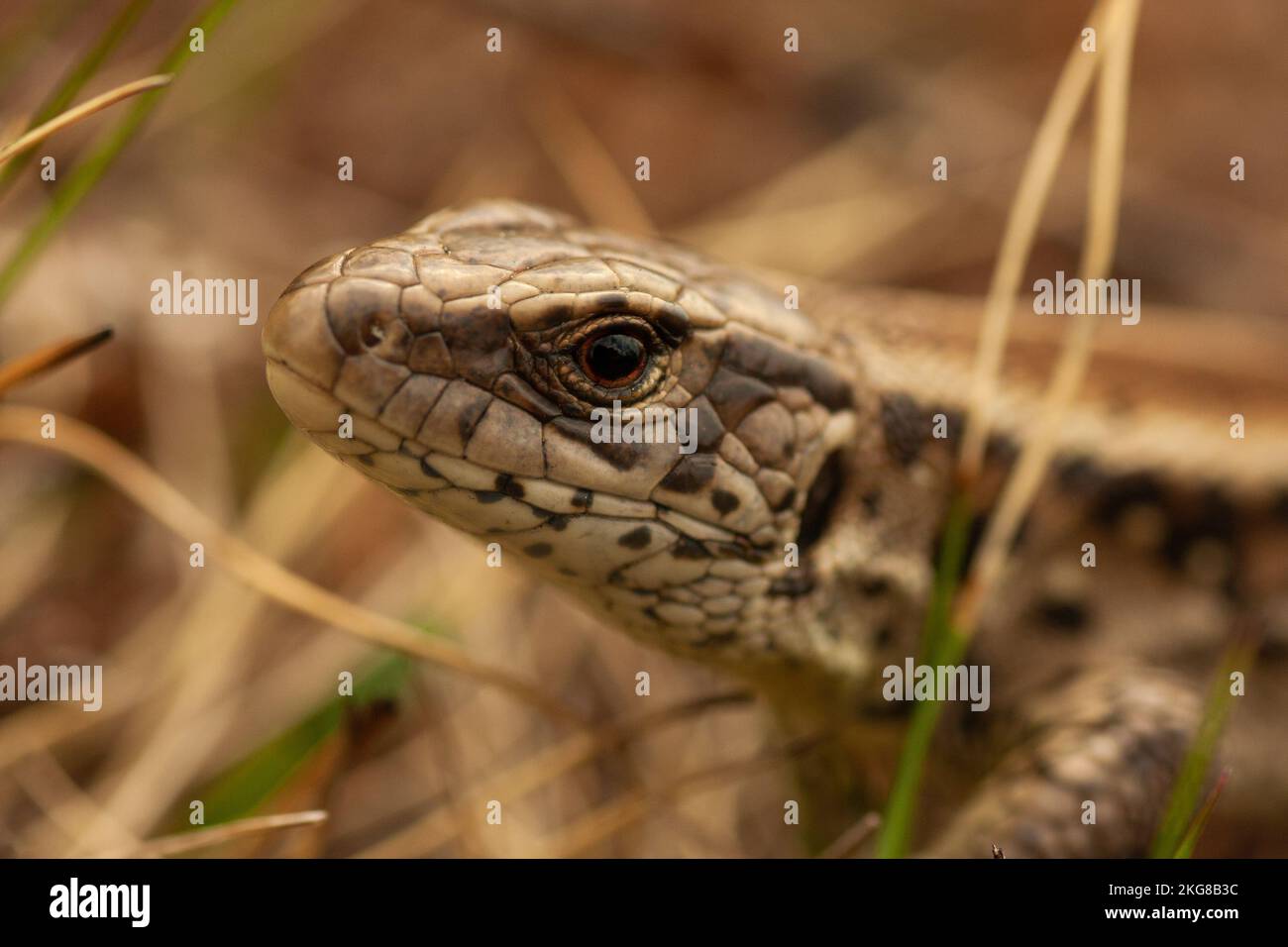 Scary lizards hi-res stock photography and images - Alamy