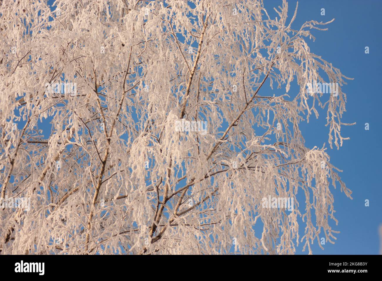 the tree is covered with frost in winter Stock Photo - Alamy