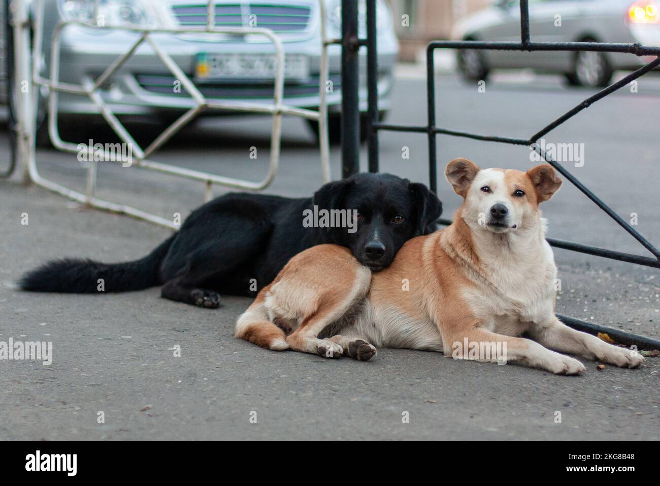 true friendship and communication of street dogs, mutual help and ...