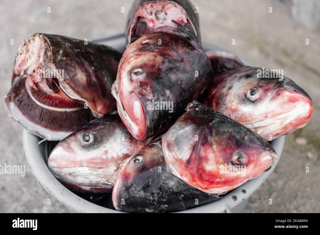 a bucket filled with the heads of killed bullhead fish Stock Photo - Alamy
