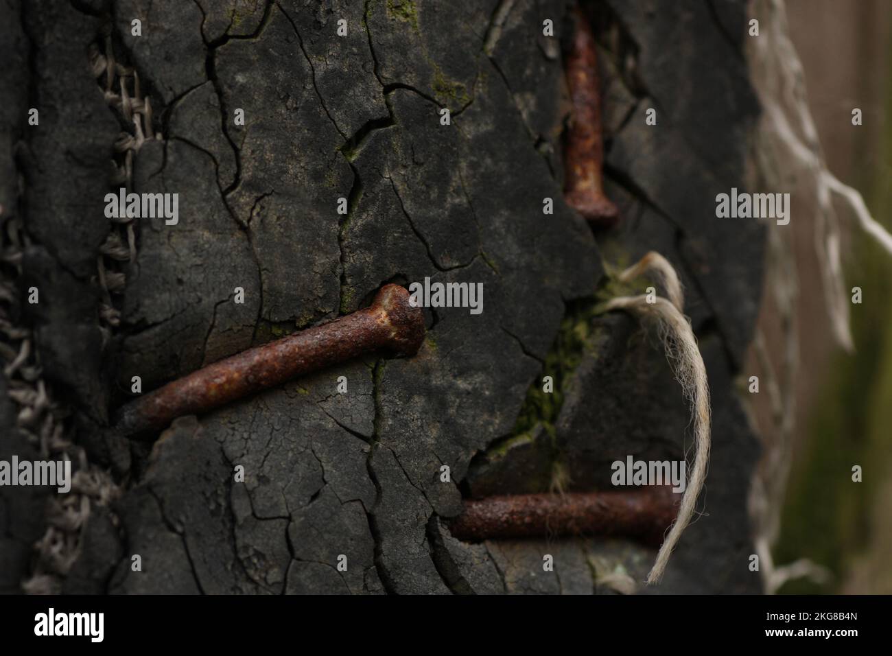 rusty bent nails hammered into an old scratched board Stock Photo - Alamy