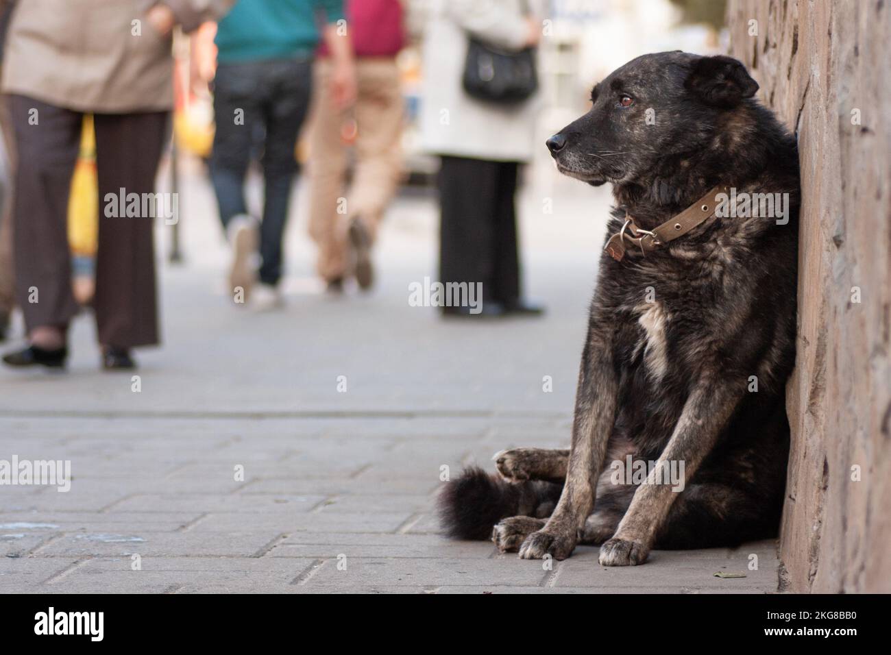 a sad homeless dog is waiting on the street Stock Photo - Alamy