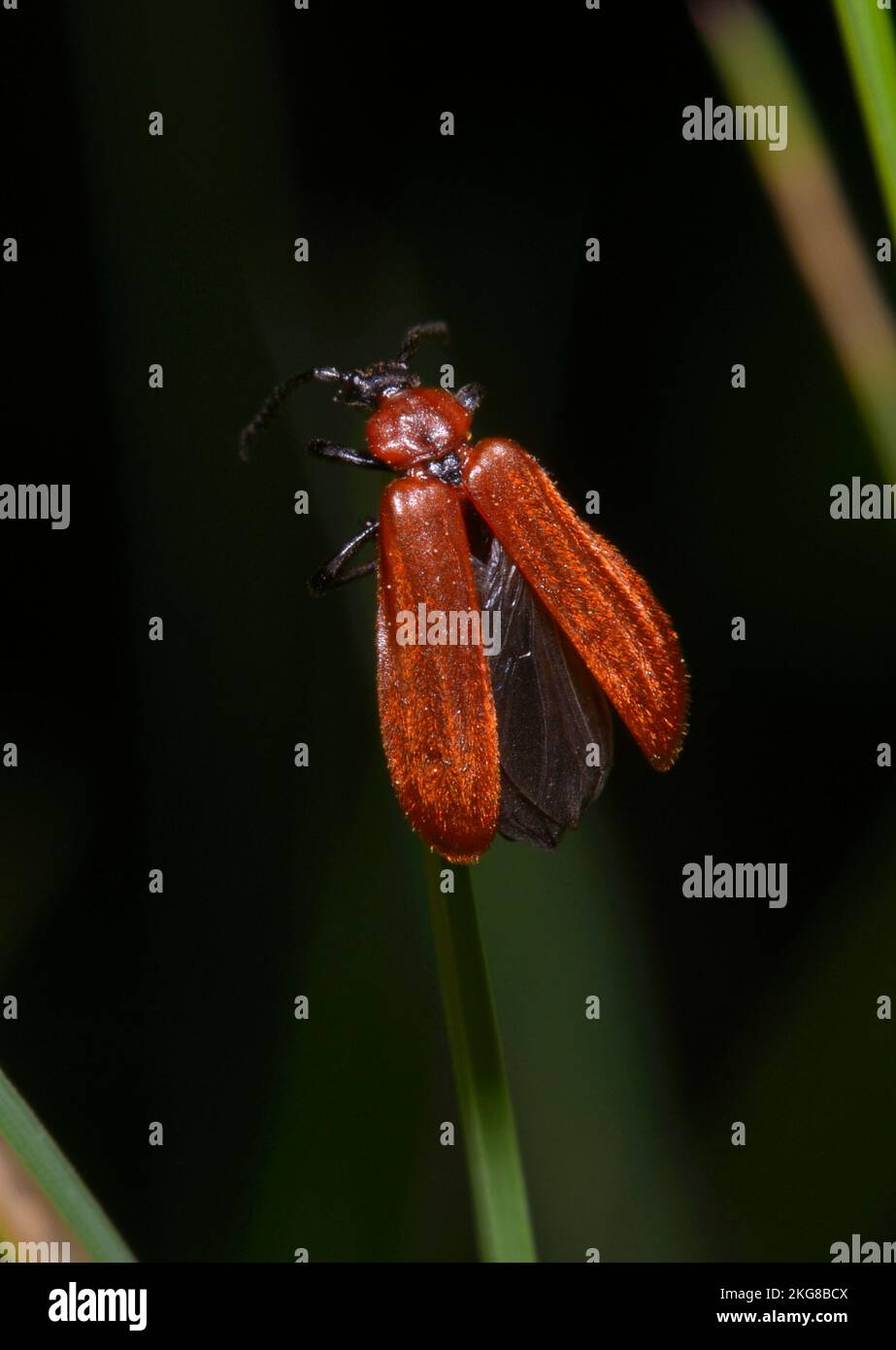 Net-winged beetle, Lycidae, sitting on a plant Stock Photo - Alamy
