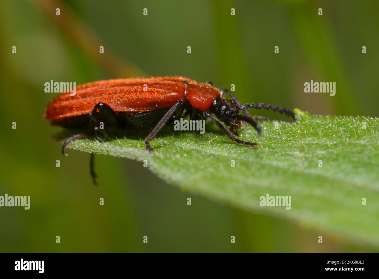 Net-winged beetle, Lycidae, sitting on a plant Stock Photo - Alamy