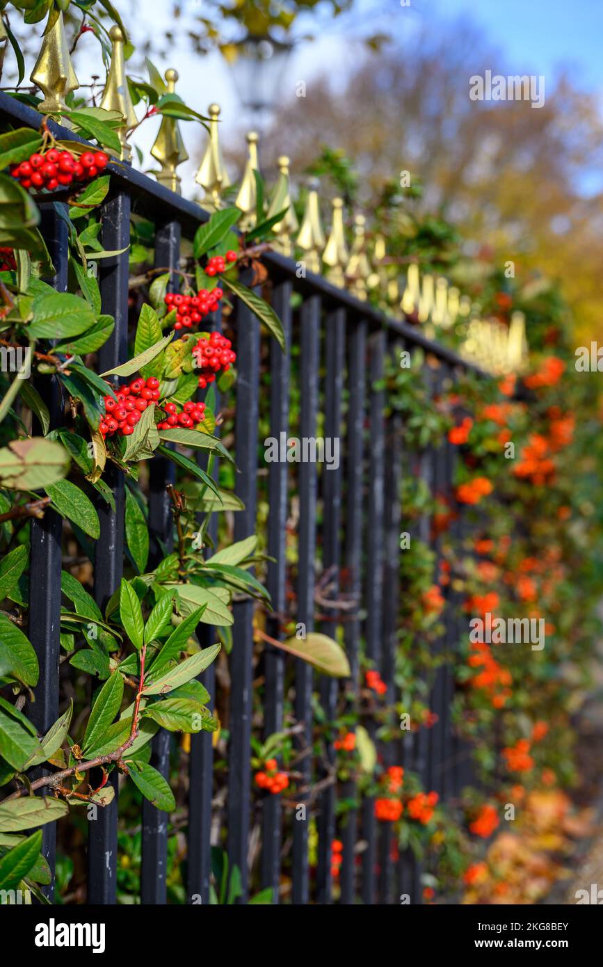 Red hawthorn berries on a hawthorn hedge behind black railings. Fall ...