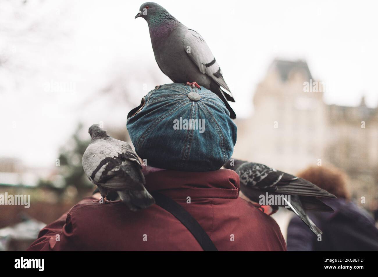 Beautiful pigeons sit on female hi-res stock photography and images - Alamy