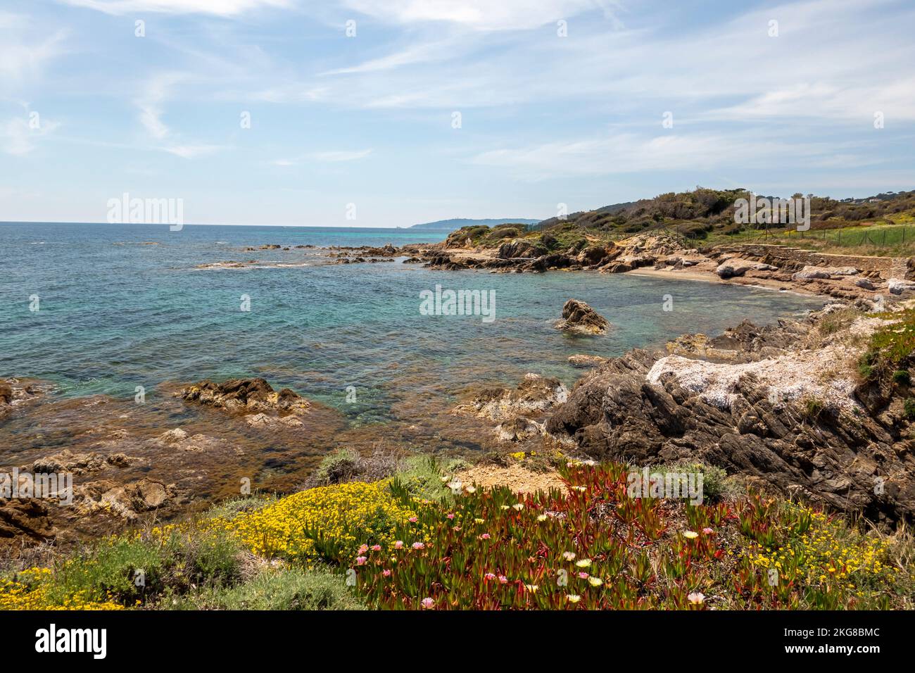 Rocky beach in Saint-Tropez with plants and flowers, in Provence, in ...