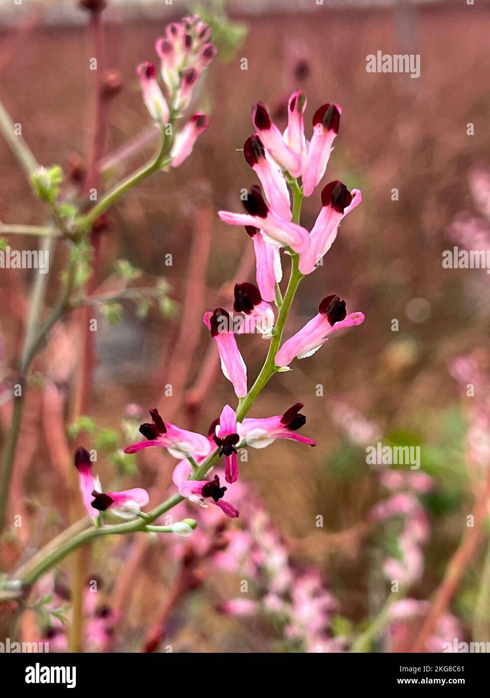 A vertical selective focus shot of pink and maroon Common fumitory ...