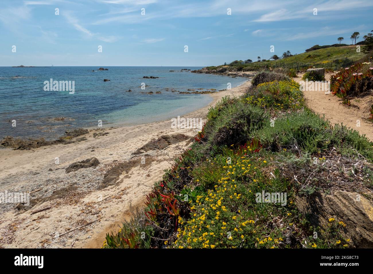Rocky beach in Saint-Tropez with plants and flowers, in Provence, in ...