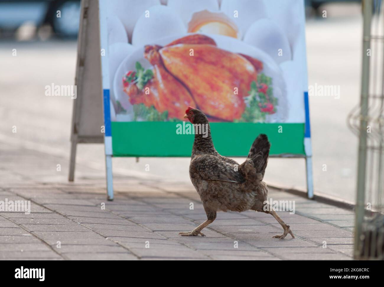 a frightened chicken runs away, against the background of an ...