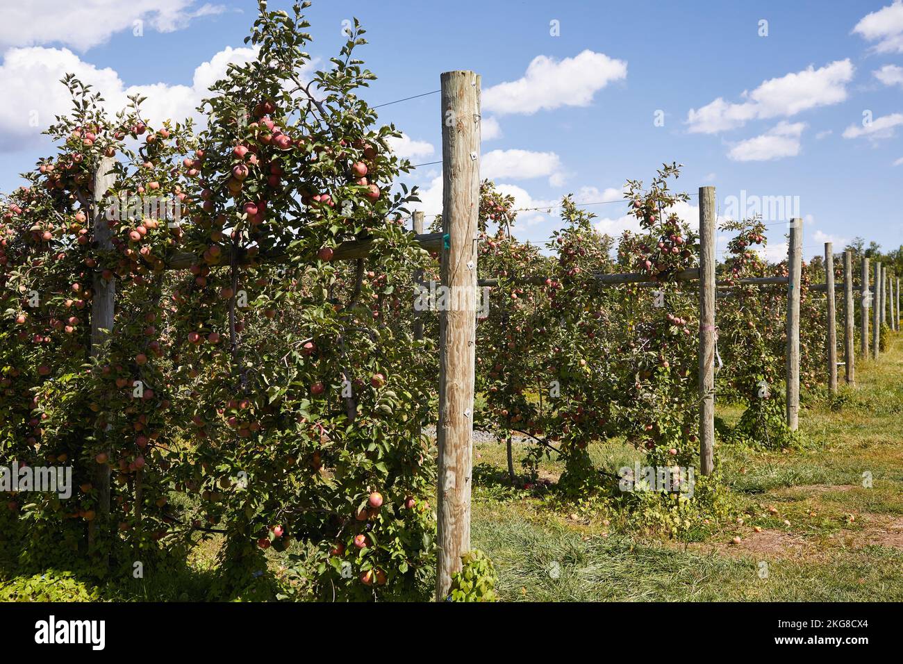 Rows of apple trees in orchard Stock Photo - Alamy