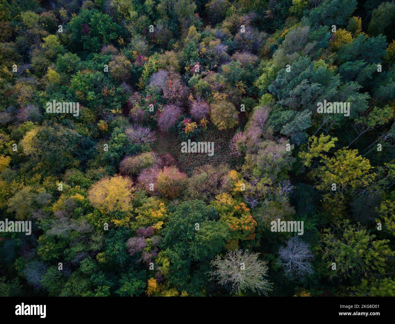 A breathtaking scenery of a vibrant colorful forest from above, drone ...