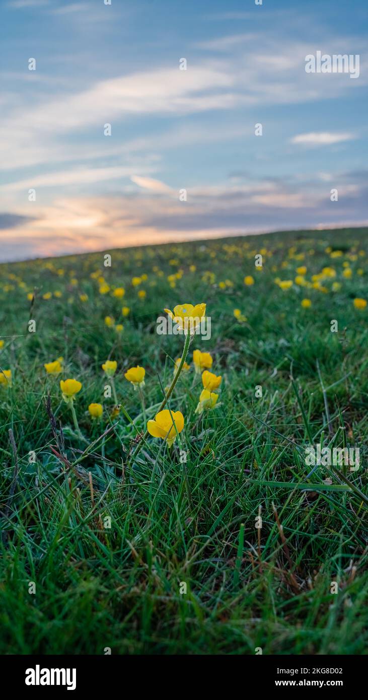 The yellow meadow buttercup flowers in green meadow on Matagalls peak ...