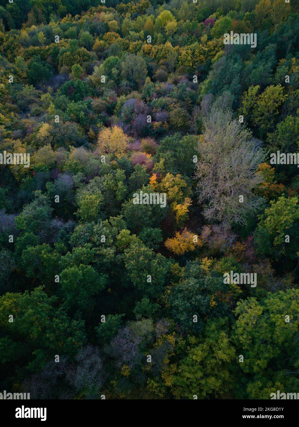A breathtaking scenery of a vibrant, colorful forest from above ...