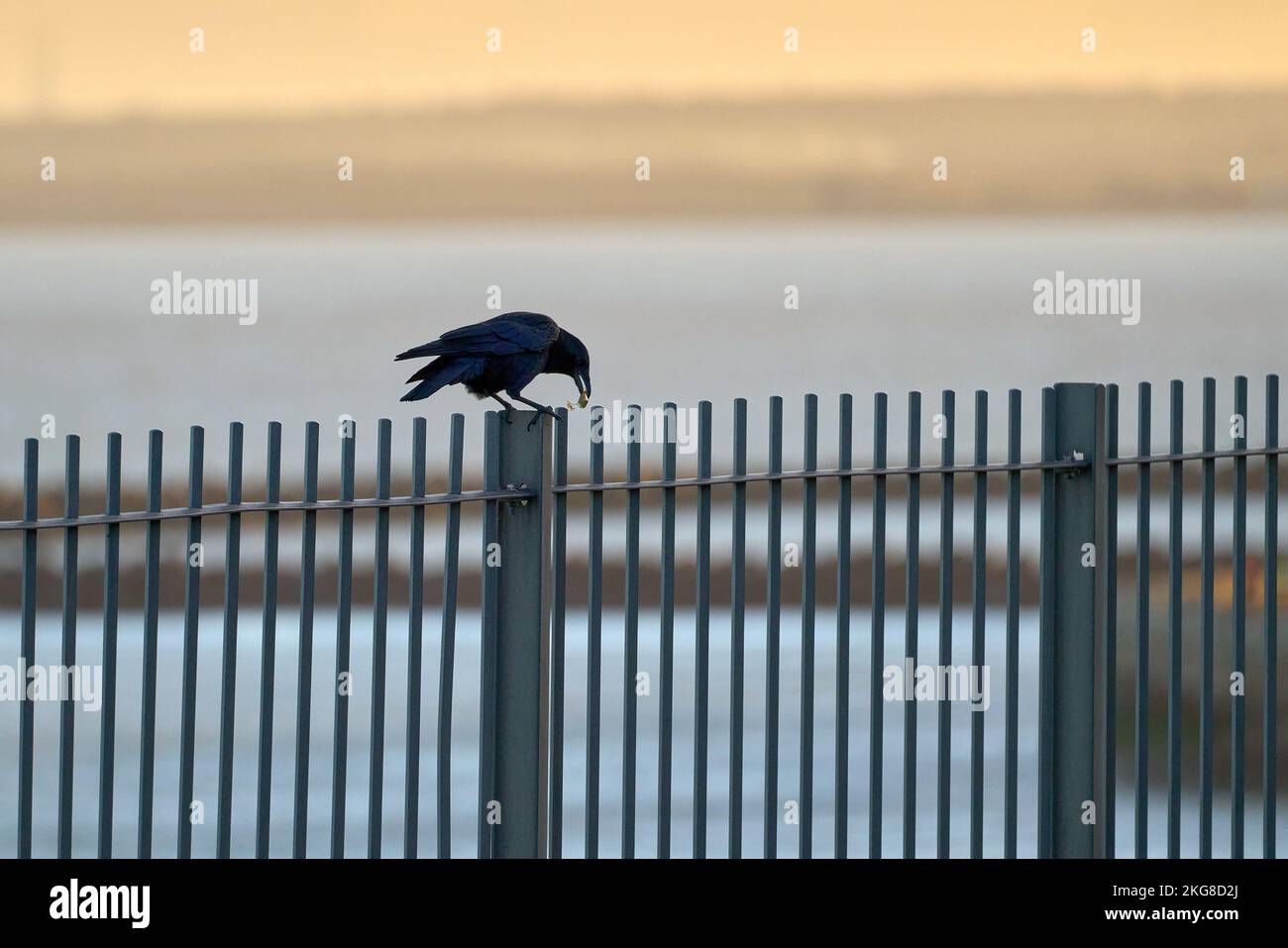 A silhouette of a crow breaking into a sea shell perched on the metal ...