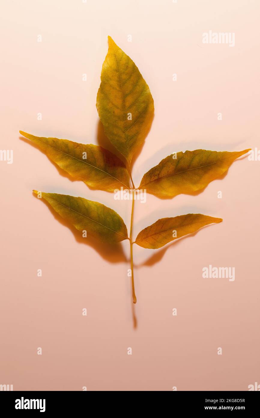 Ash tree leaf hi-res stock photography and images - Alamy