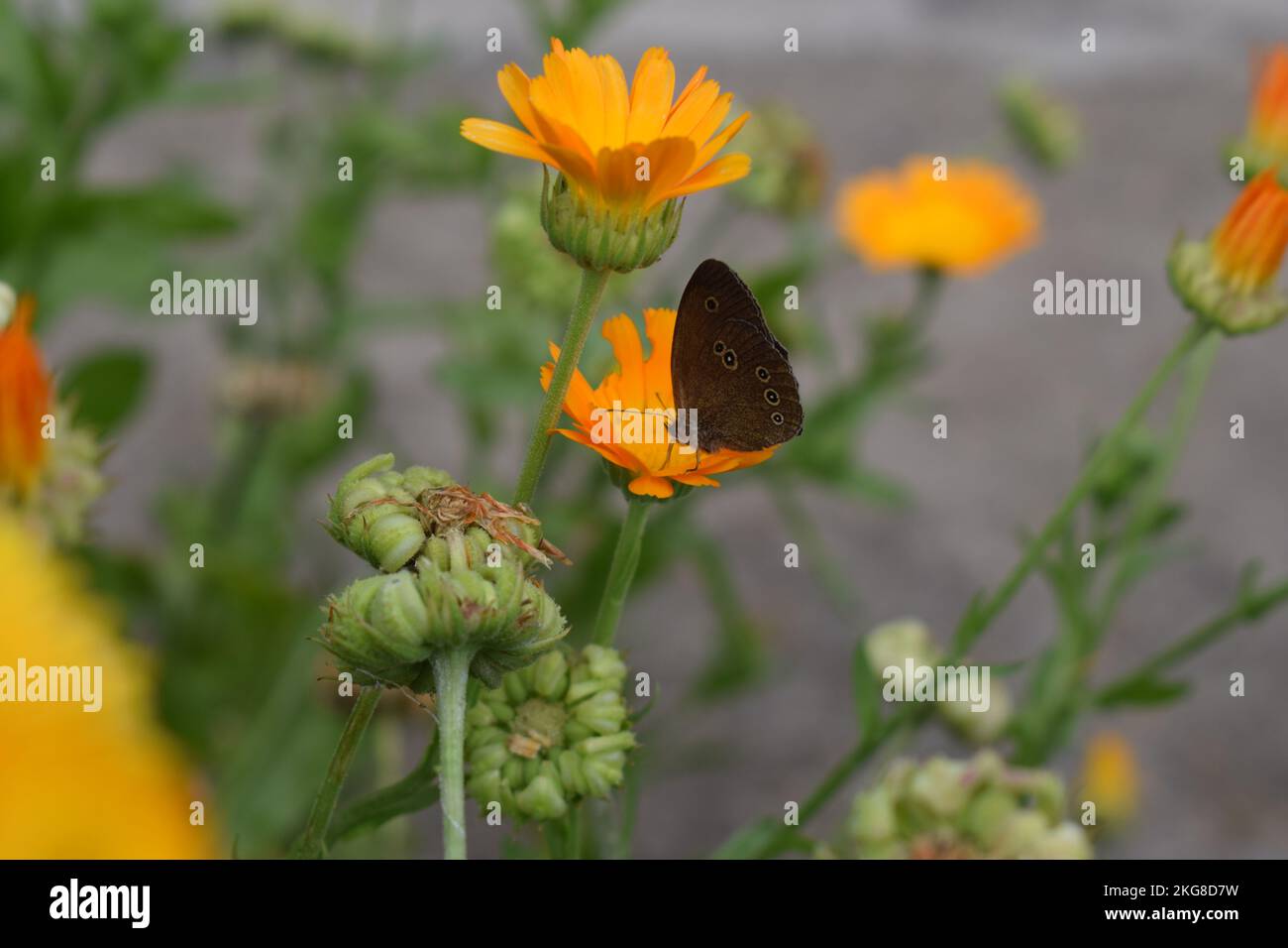 A butterfly eating from a flower Stock Photo - Alamy