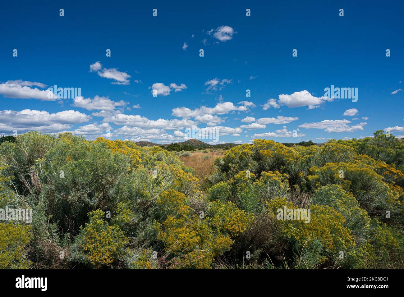 Chamisa plant hi-res stock photography and images - Alamy