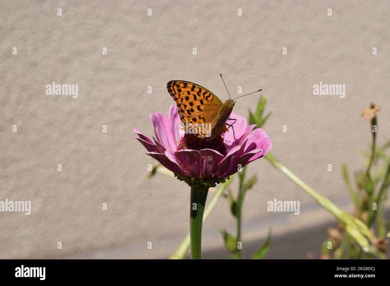 A butterfly eating from a flower Stock Photo - Alamy