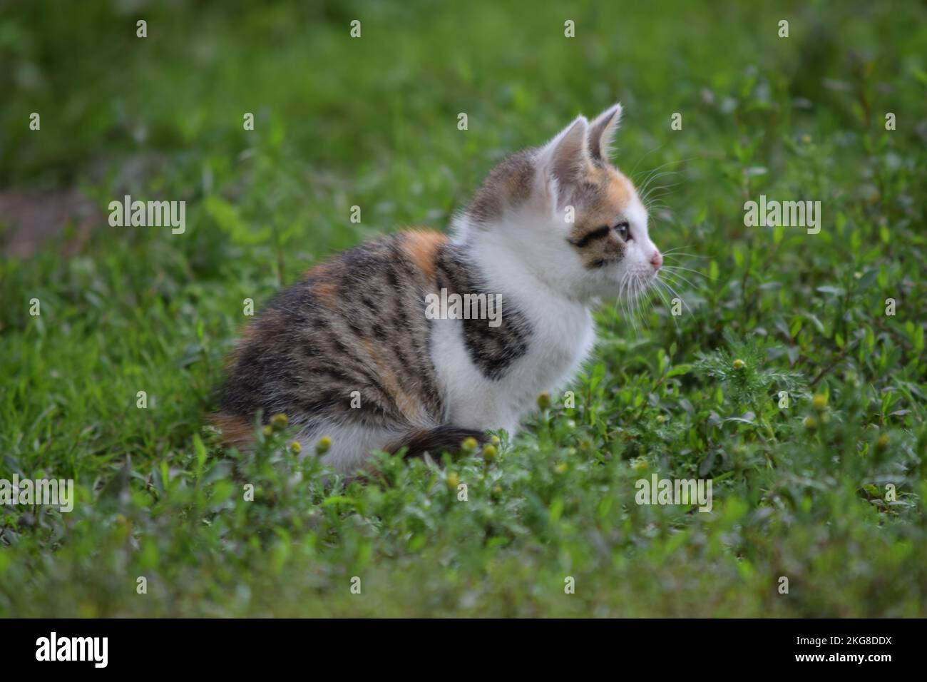 Cute kitten in Cluj county, Romania Stock Photo - Alamy