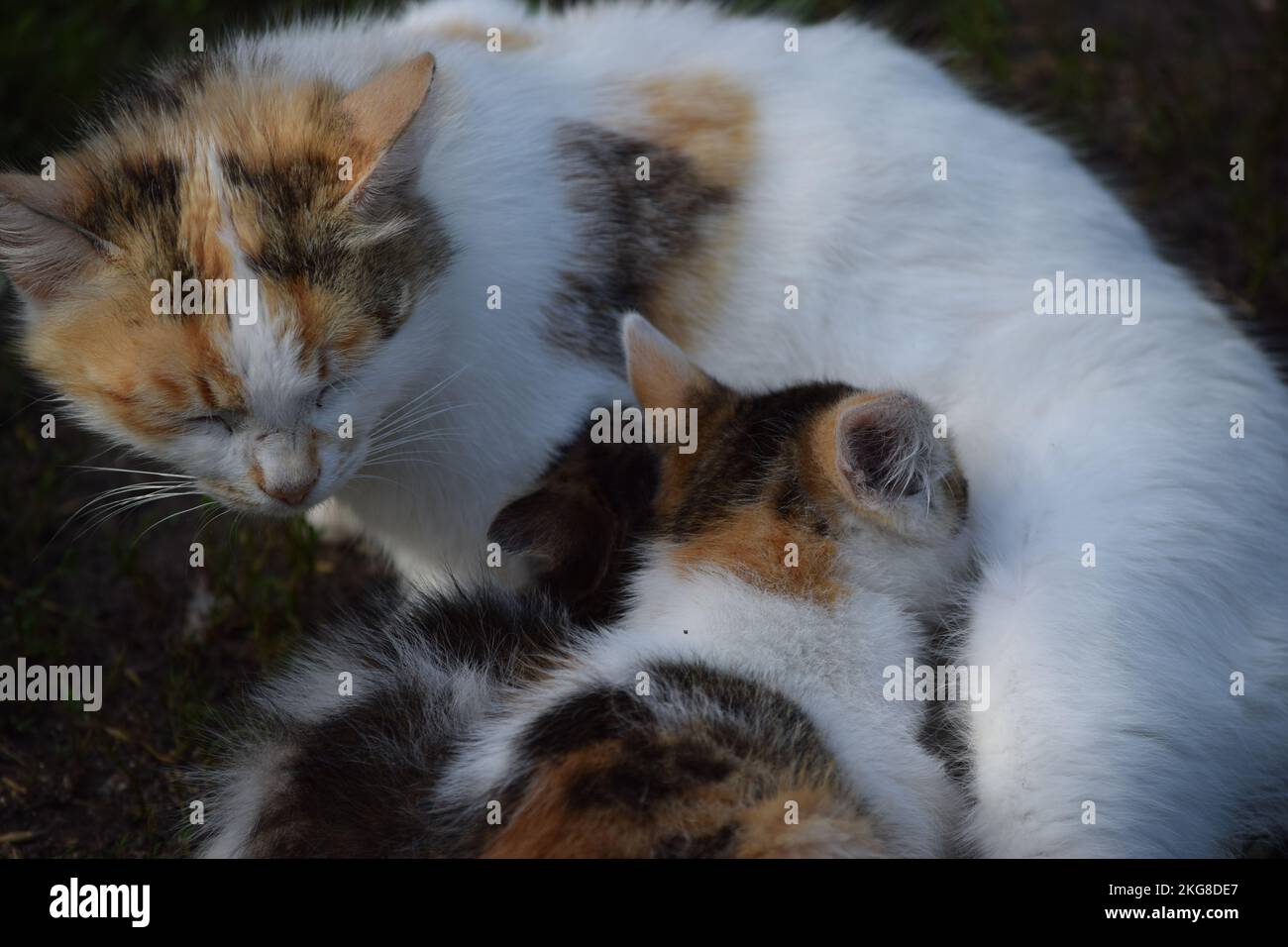New kittens hi-res stock photography and images - Alamy