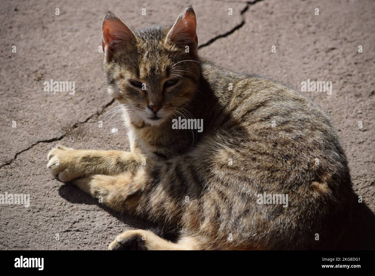Cat surprised chilling Stock Photo - Alamy